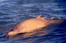 Biólogos australianos identifican una nueva especie de delfín