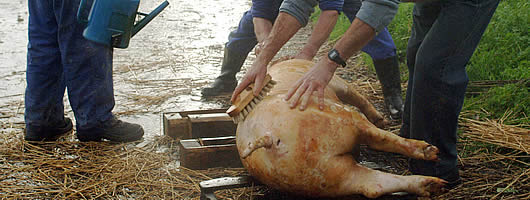 Una matanza en directo
