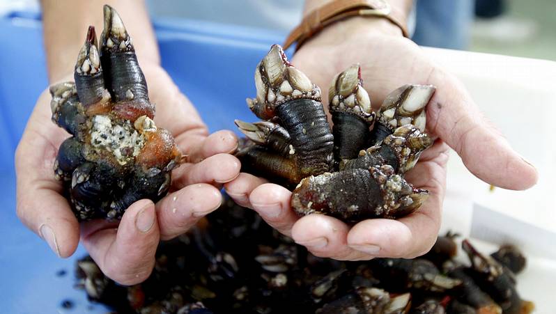La televisión alemana promociona el percebe gallego desde Vigo