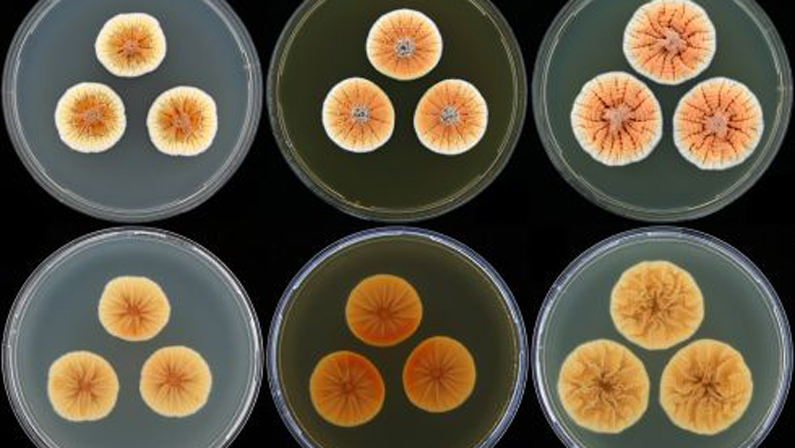 Bautizan a un hongo naranja con el nombre de la familia real holandesa