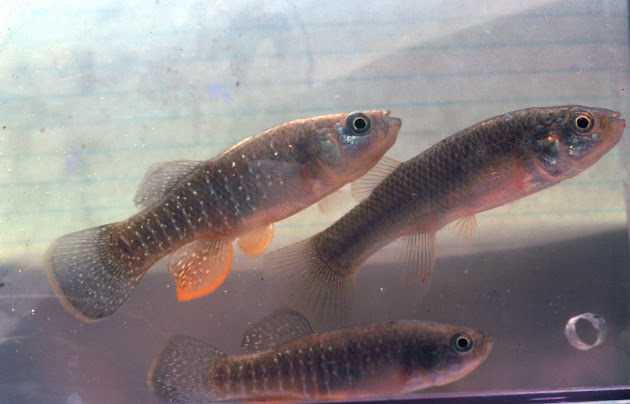 Los peces mutantes de Massachusetts