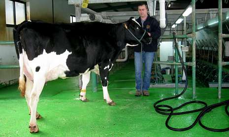 La mejor vaca frisona de España está en Xermade