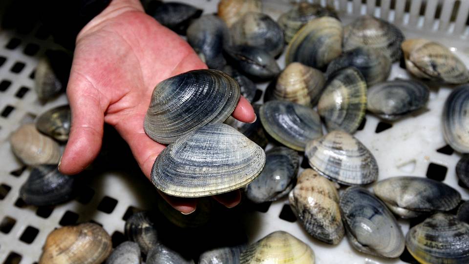 La especie de la almeja fina está compuesta por tres razas diferentes