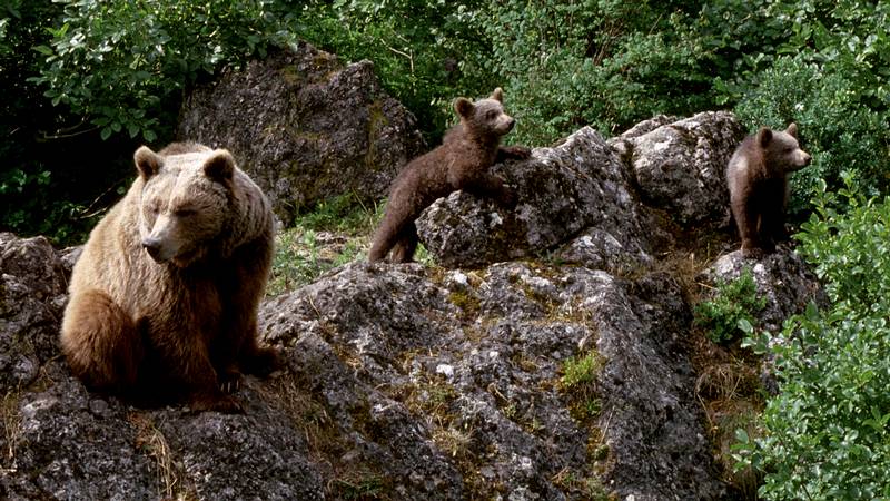 La población de osos crece de nuevo en torno a Os Ancares