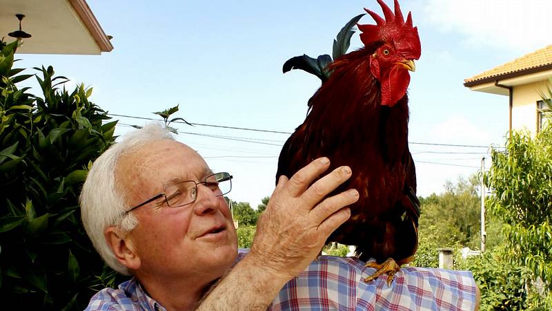 El gallo también es animal de compañía