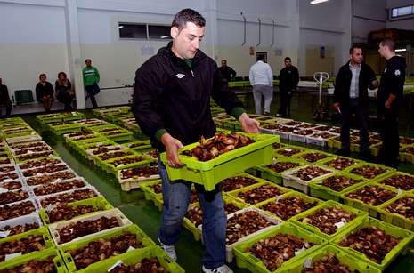 Cambados y Rianxo estrenan la venta conjunta de volandeira