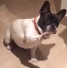 El «perro facha» que hace reír a Pablo Iglesias