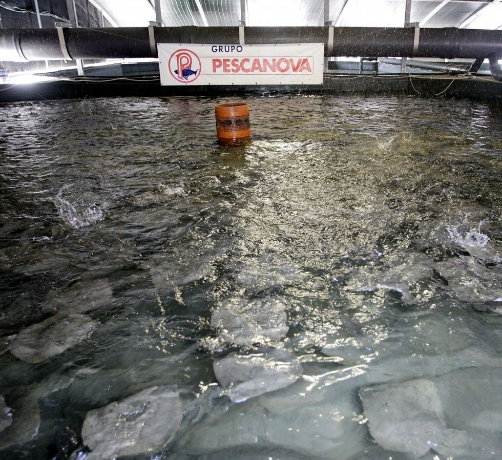 La banca portuguesa deja a Pescanova sin la facturación de la ...