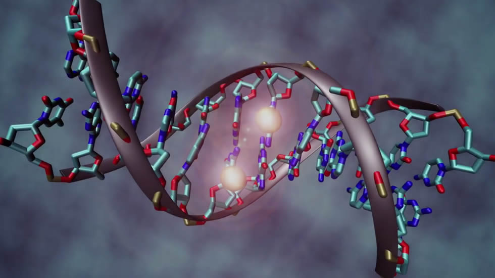 Científicos de EE.UU. revelan el mapa del epigenoma de los principales ...