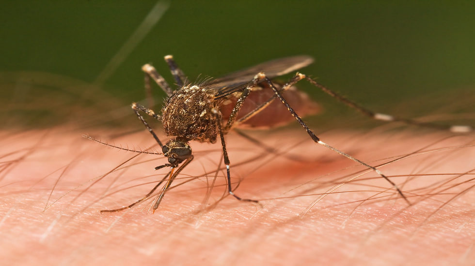 ¿Por qué los mosquitos pican más a unas personas que a otras?