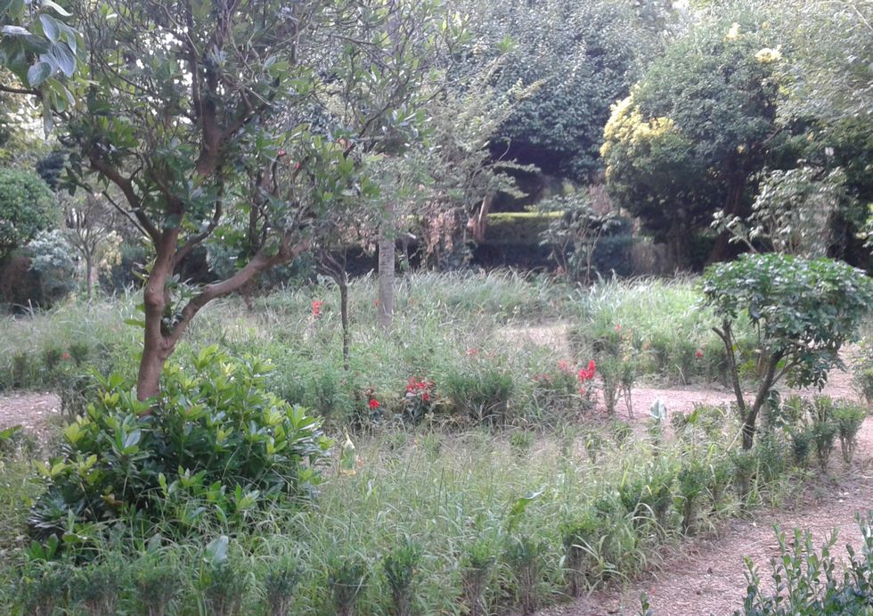 Un jardín con maleza y sin flores