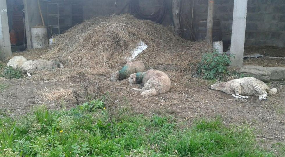 Una oveja muerta y ocho heridas en A Estrada