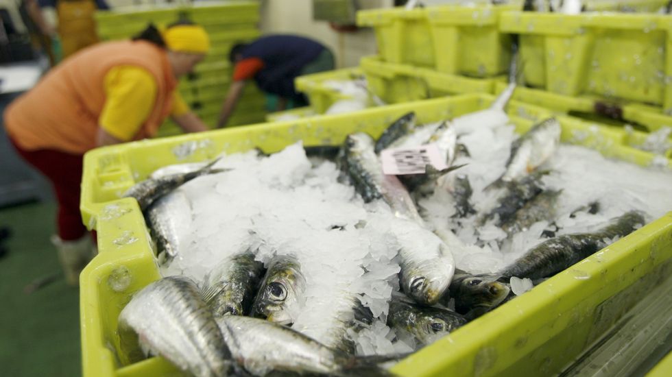 La sardina es ya la especie que más se descarga en el País Vasco