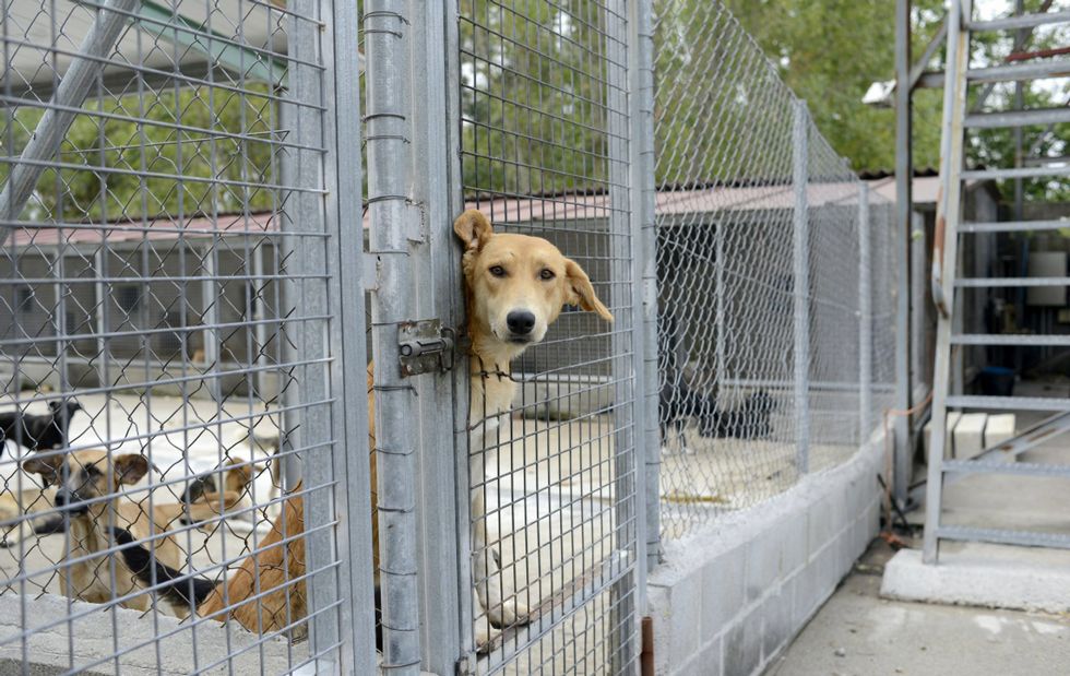 El estado de la perrera municipal fuerza un plan de mejora