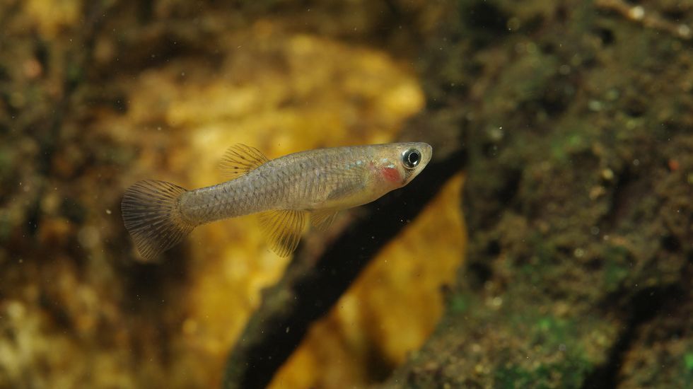 El pez gambusia, arma para luchar contra el zika