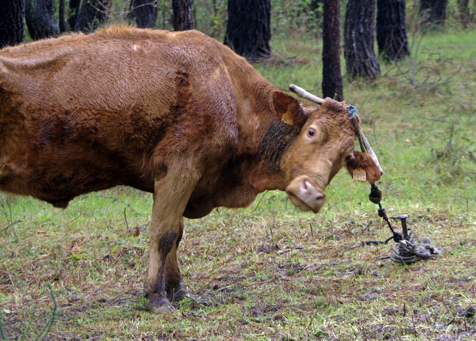El Seprona rescata a 15 vacas desatendidas en varios prados y una ...