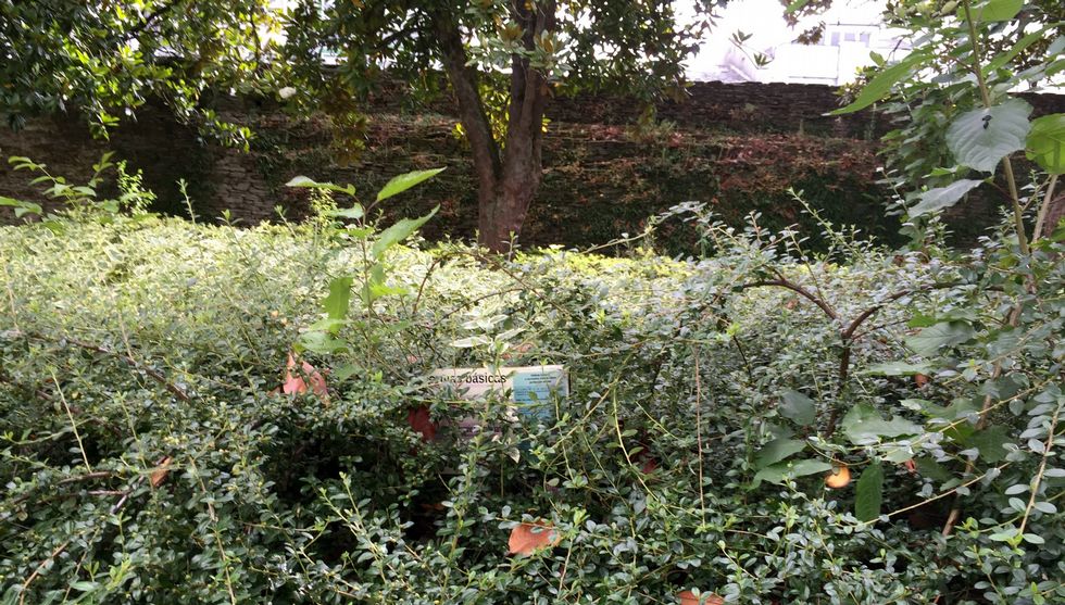 Numerosas quejas por los descuidados jardines de la Diputación y la ...