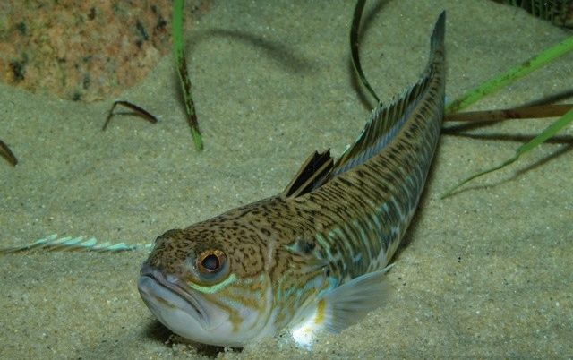 Elogio de la faneca brava