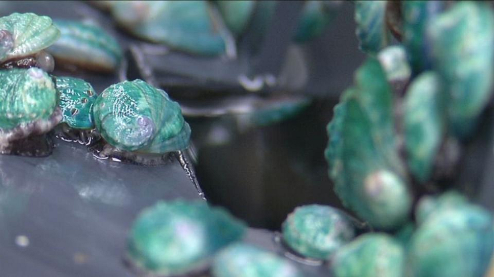 ¿A qué sabe el molusco más exclusivo del mundo?