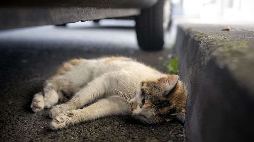 Alerta por la aparición de gatos muertos en Narón