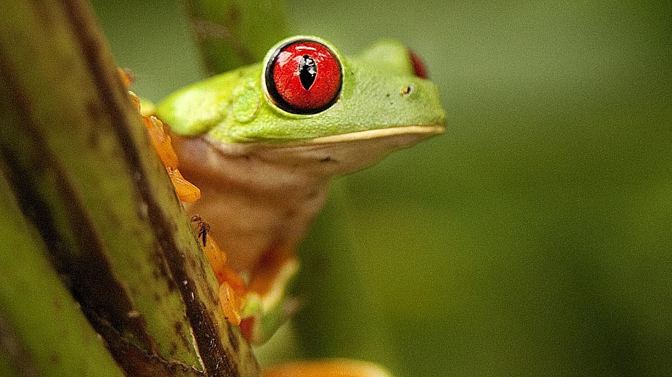 El arma secreta de las ranas para cazar: su saliva reversible