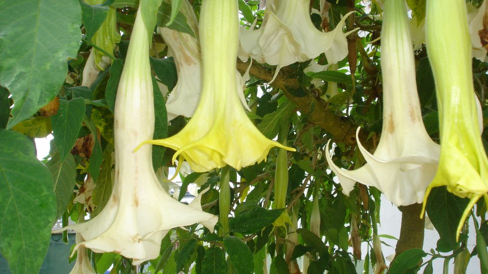 Mitos y realidades sobre la burundanga