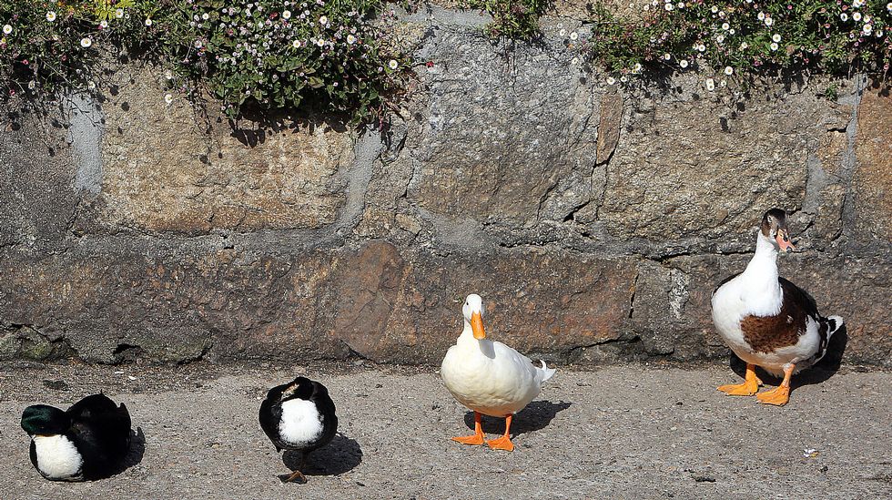 ¿Qué hacemos con los patos del río?