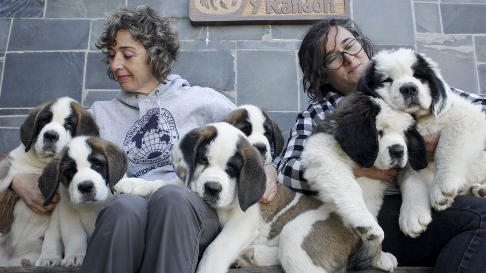 Los perros de Heidi saltan de los Alpes a la montaña de Piornedo