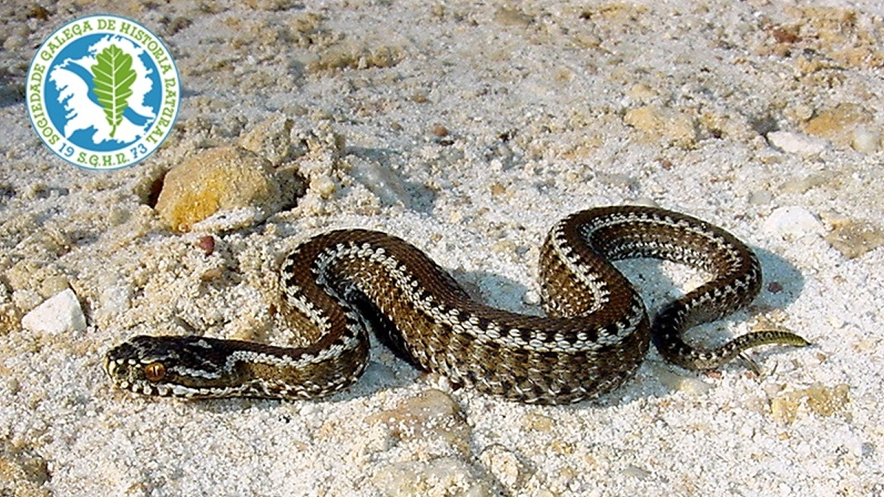 Qué hacer y qué no hacer si te muerde una víbora