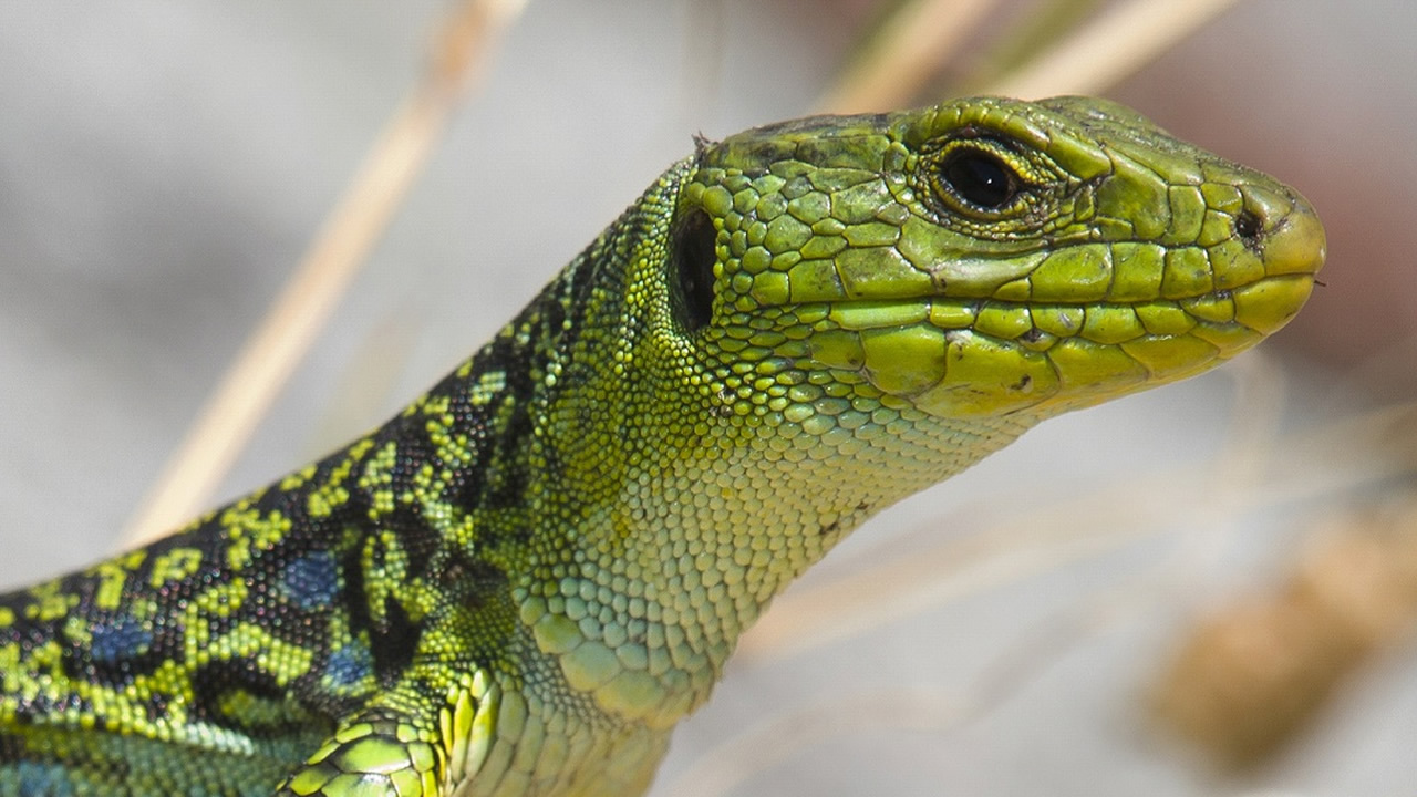 Una ruta por Ons para seguirle la pista a un lagarto especial