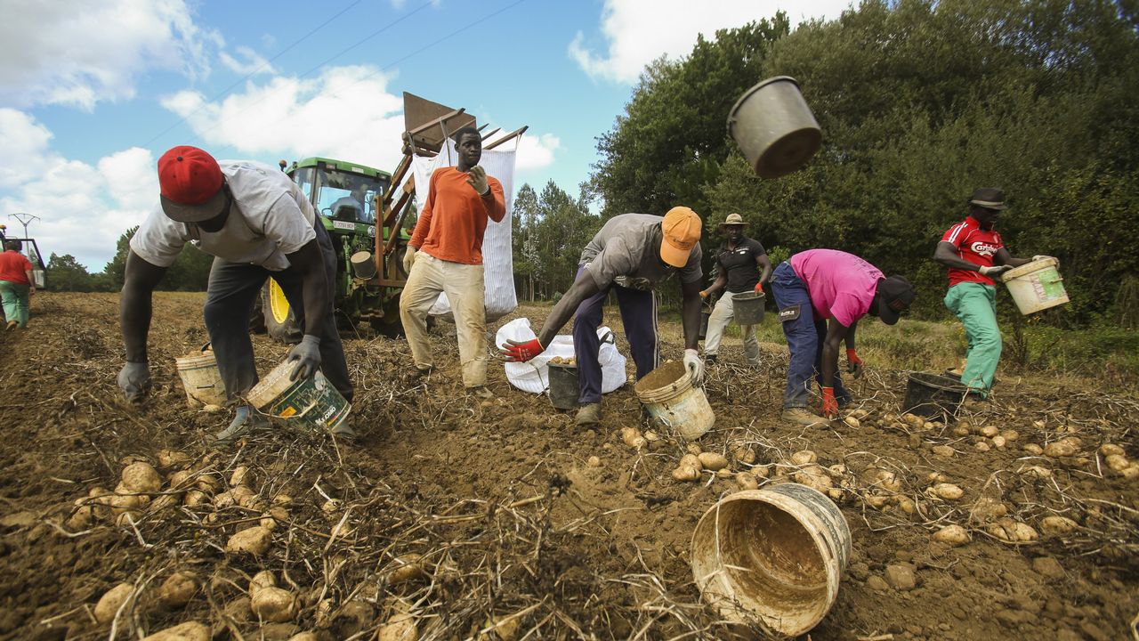 Una cosecha extraordinaria en cuanto a cantidad y calidad en toda la ...