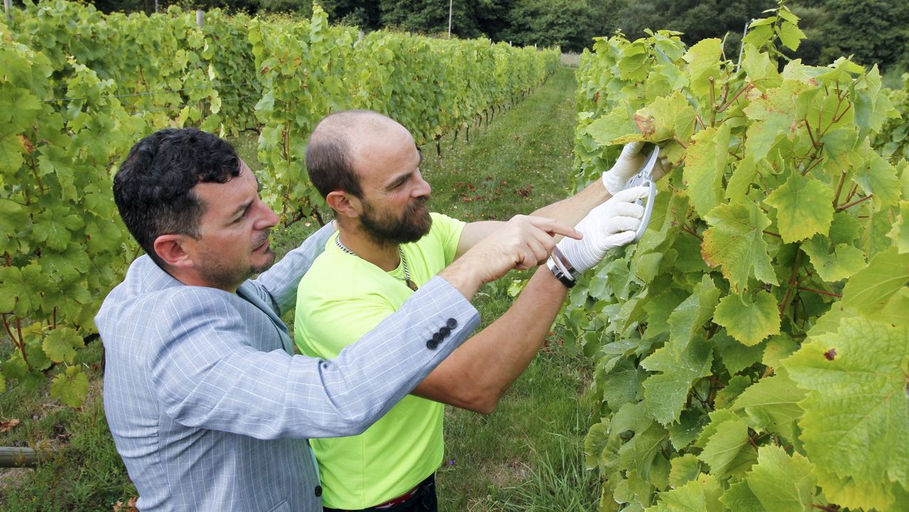 Un blanco fruto del sol del mediodía de Esmelle