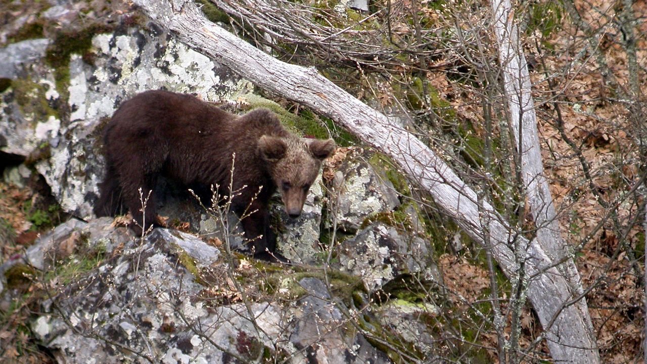 Así se alimentaban los osos pardos de O Courel hace miles de años