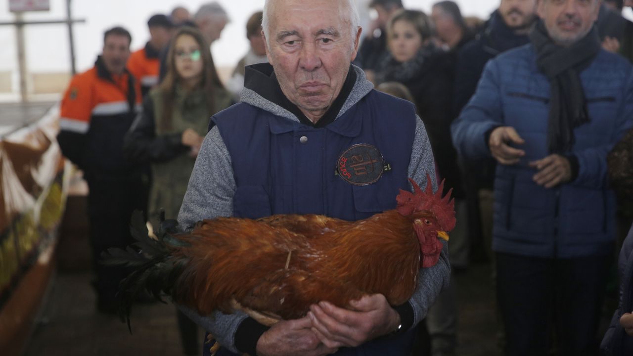 Un gallo de Culleredo se corona en Arteixo