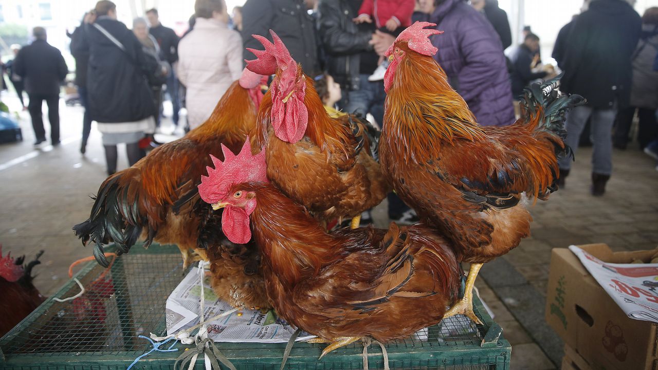 Un gallo de Culleredo se corona en Arteixo