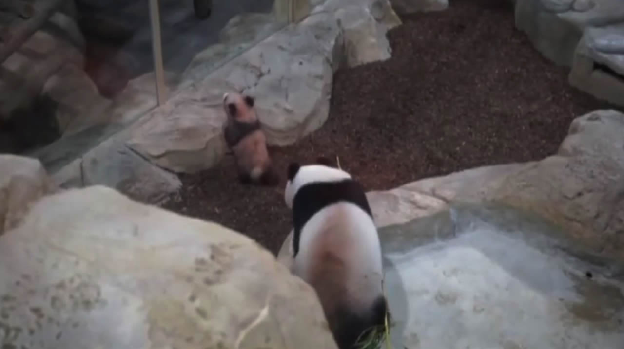 La primera cría de panda gigante francés... que cuidan dos chinos