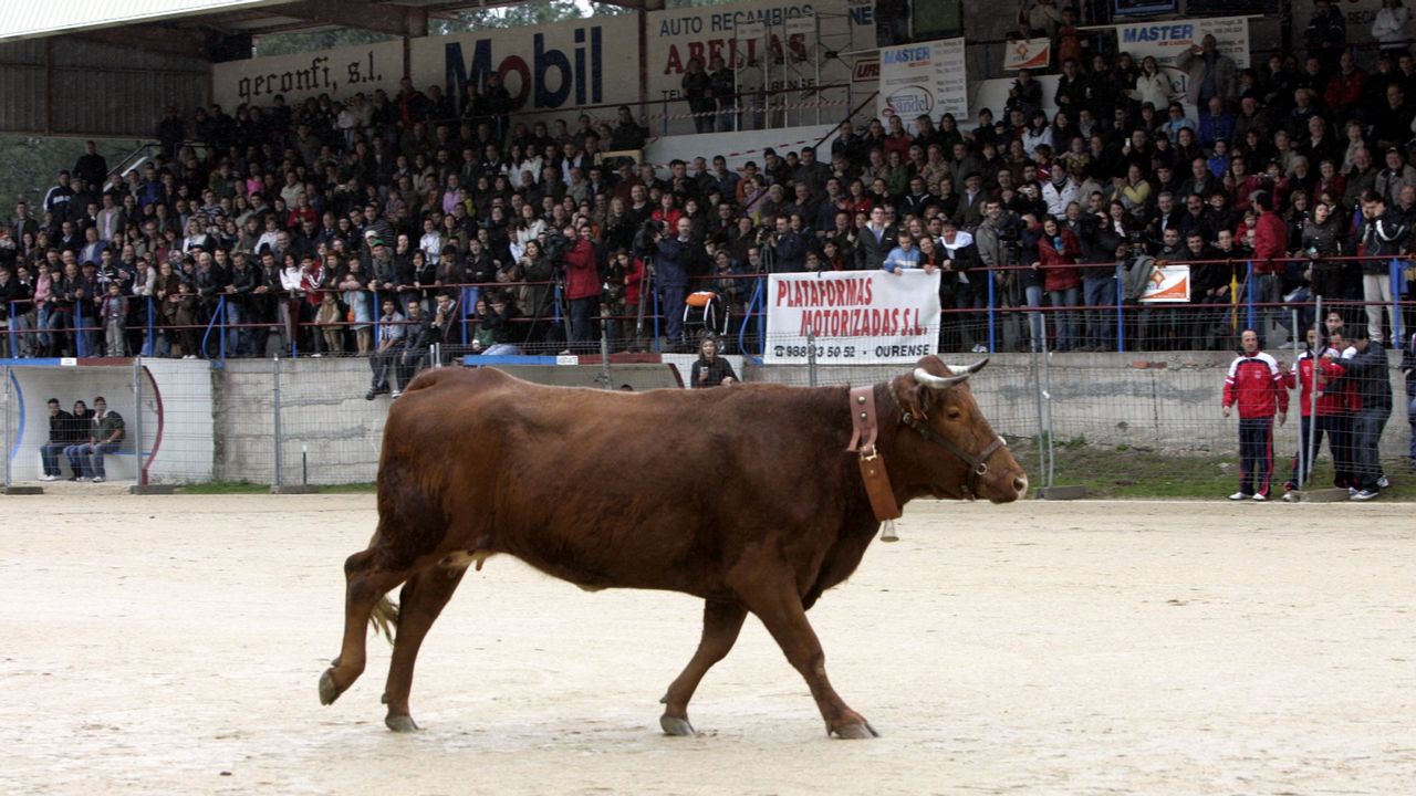 La «Caca de la vaca» le daba al Amoeiro 60.000 euros