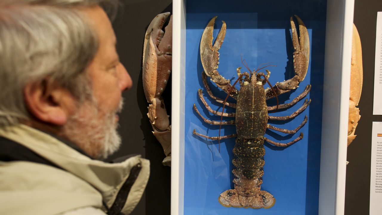 El lubrigante «manostijeras», una pieza única en el Museo Mares de Cedeira
