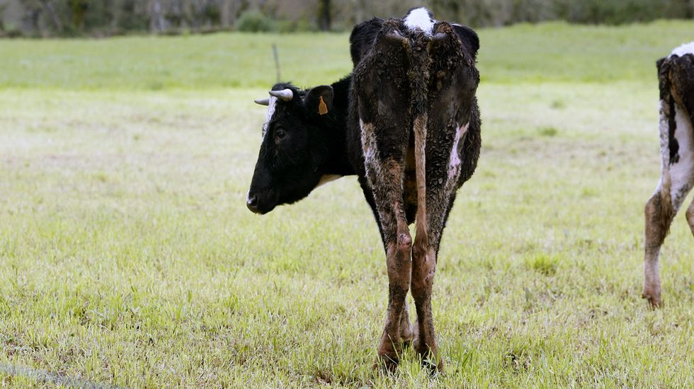 Investigan a un vecino de Montederramo por tener las vacas desnutridas