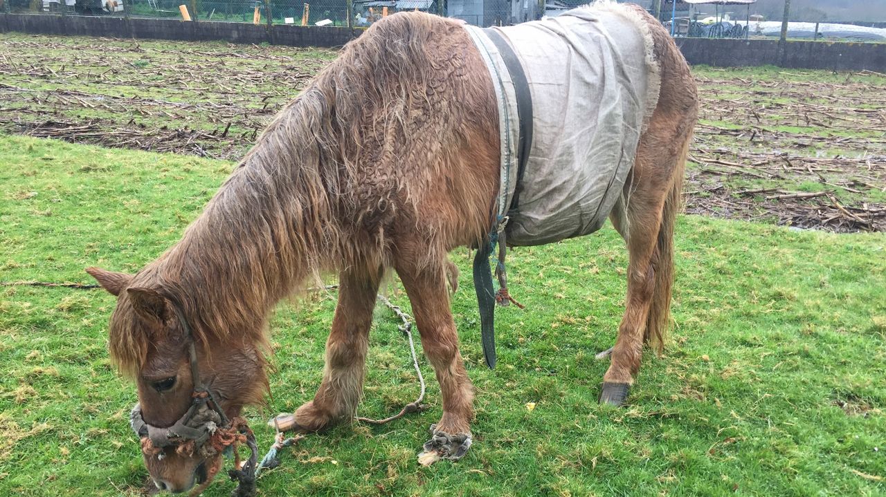 El Seprona interviene en el caso de la yegua abandonada en Garabal