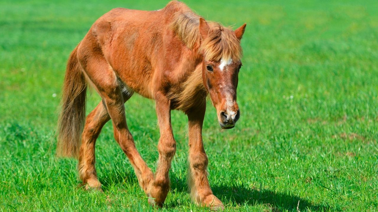 La recuperación de la yegua Mari sorprende a sus nuevos cuidadores