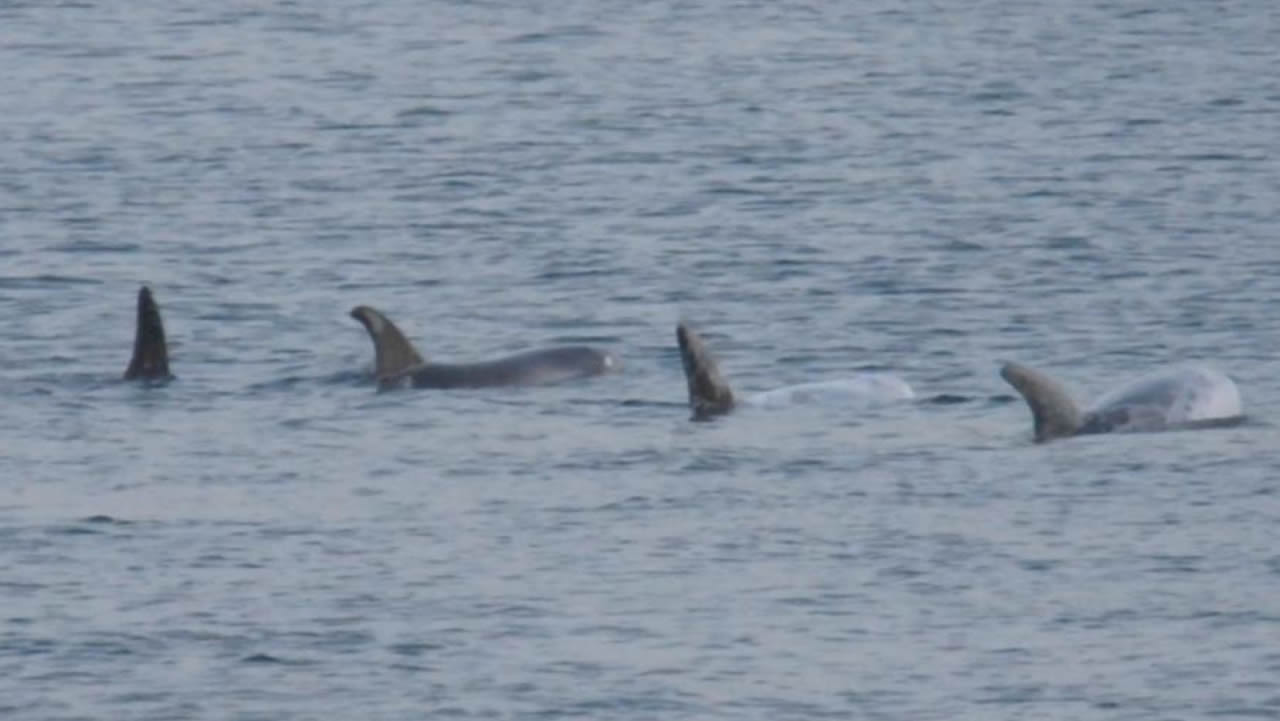Una manada de delfines grises se da un festín de calamares en el puerto ...