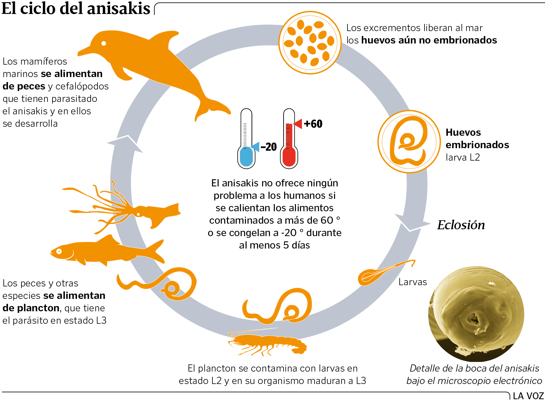 Recomiendan congelar un mínimo de cinco días el pescado por el anisakis