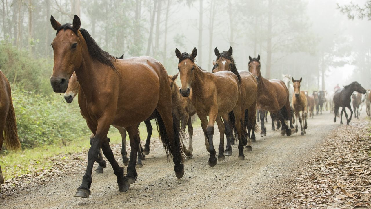 La cabaña de ganado equino se ha reducido a la mínima expresión