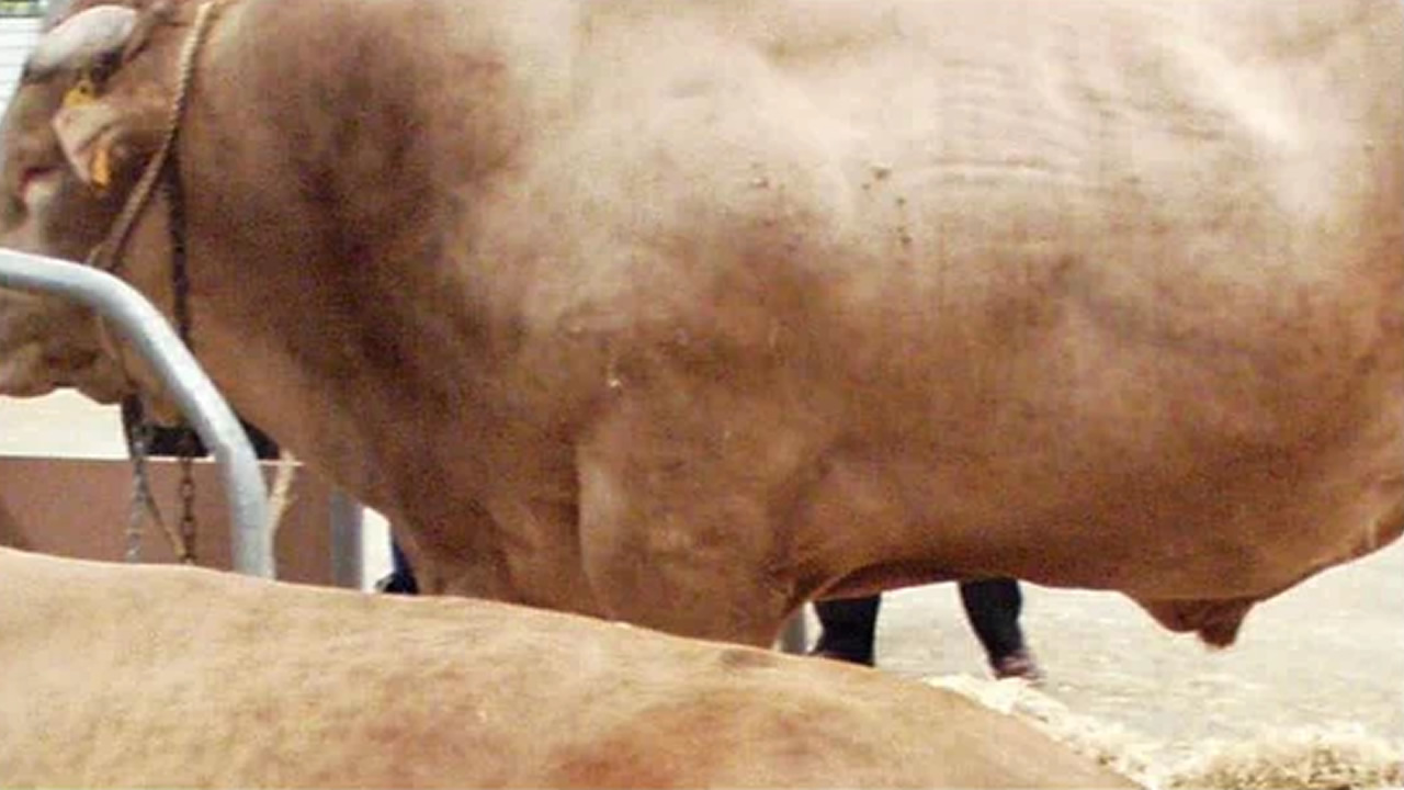 Sin rastro del toro de más de 600 kilos que le desapareció a un ...