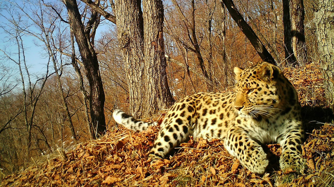 El leopardo del Amur reina de nuevo en su taiga