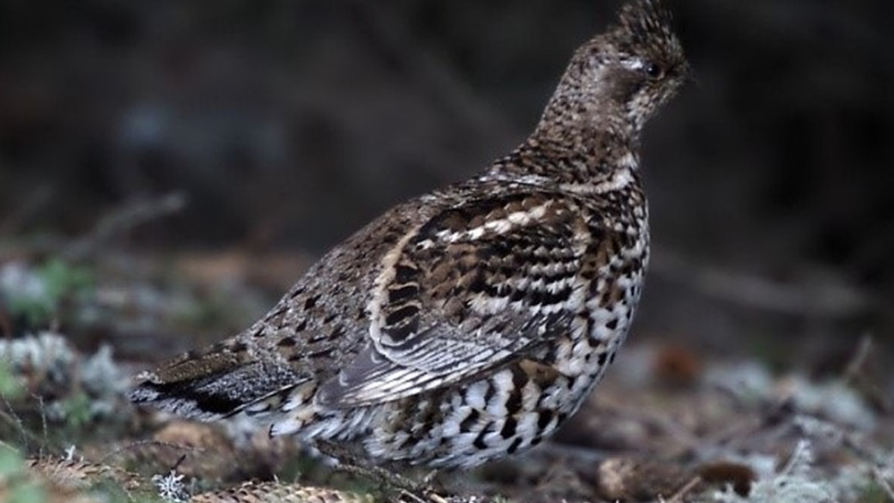 El grévol volará de nuevo en el Pirineo español