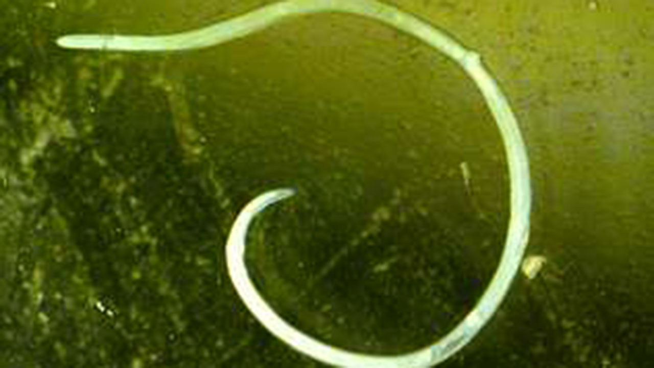 Lo que debes saber (al menos) sobre Anisakis