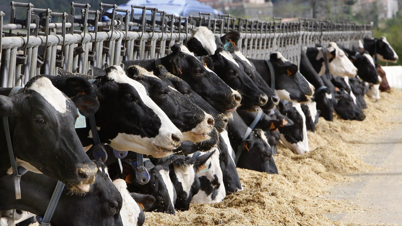 Las granjas ganarían 4,5 millones más si les pagasen la leche a precio ...