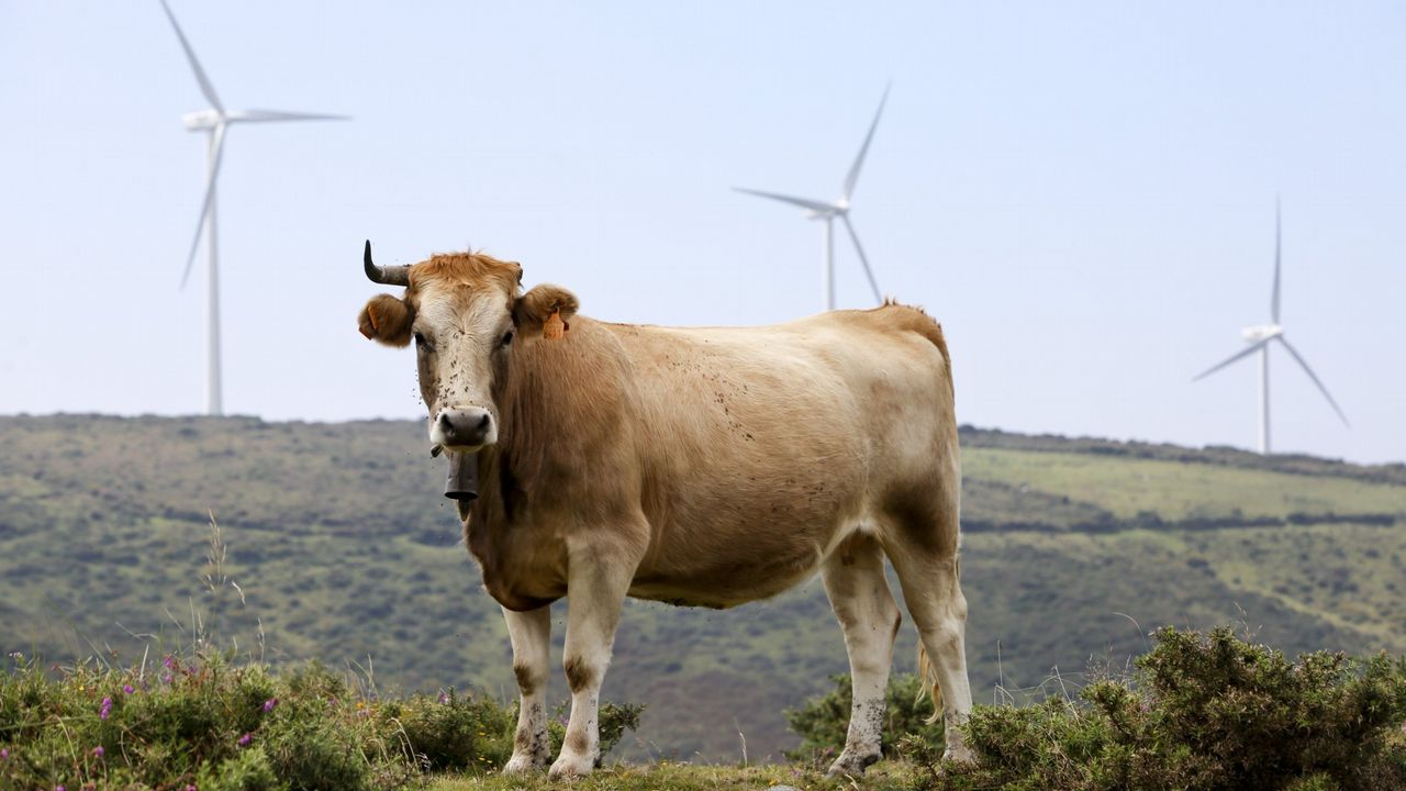 Los pedos de las vacas también tendrán que pagar impuestos